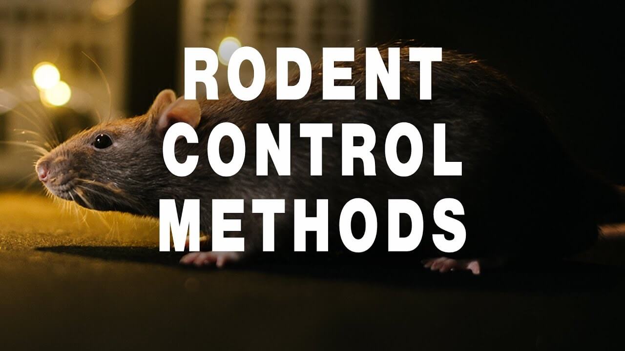 Rodent Control Grand Rapids: Wolverine Pest Control