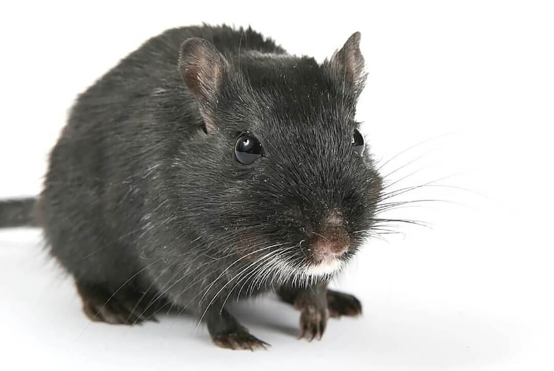 7 Facts to Help With Rodent Control and Removal in Michigan